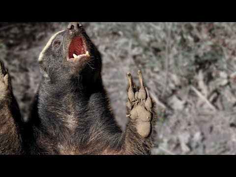 The Weasel Family is Fierce! | Natural World: Weasels | BBC Earth