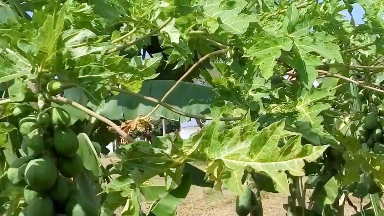 Mamao femea e macho, como diferenciar. - YouTube