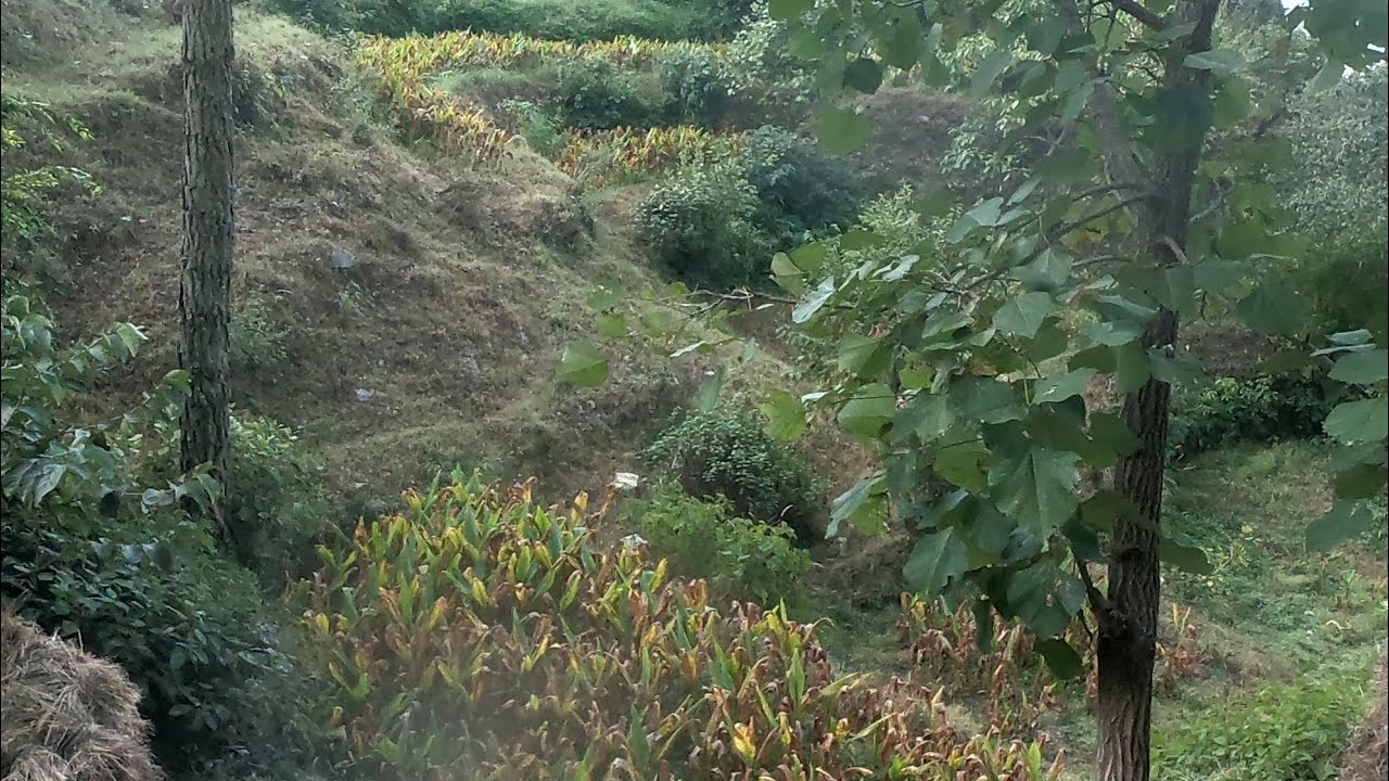 Pure Organic Haldi of Uttarakhand| Haldi Farms in Uttarakhand| High ...