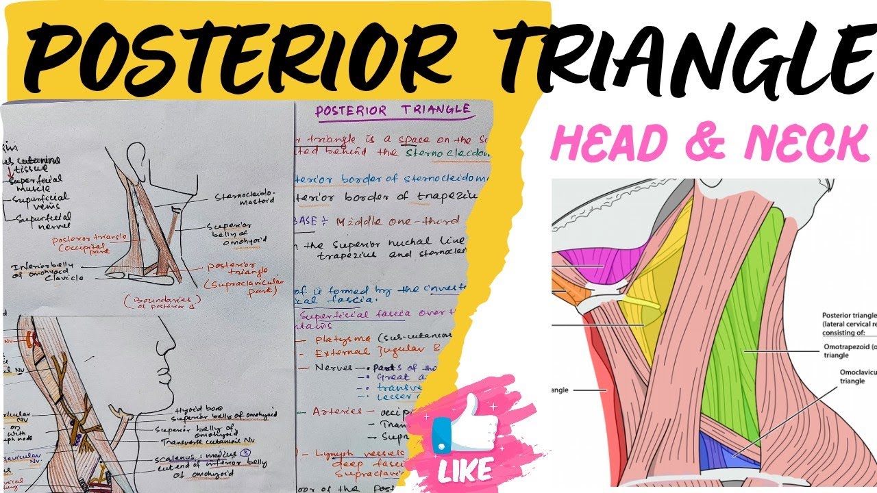 POSTERIOR TRIANGLE OF NECK/HEAD & NECK ANATOMY #humananatomy # ...