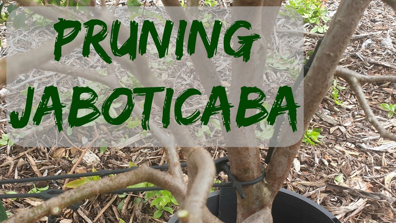 Pruning Jaboticaba - YouTube