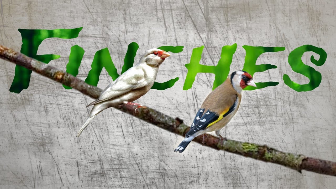 Enchanting Beauty of White Finches 4K Video. - YouTube