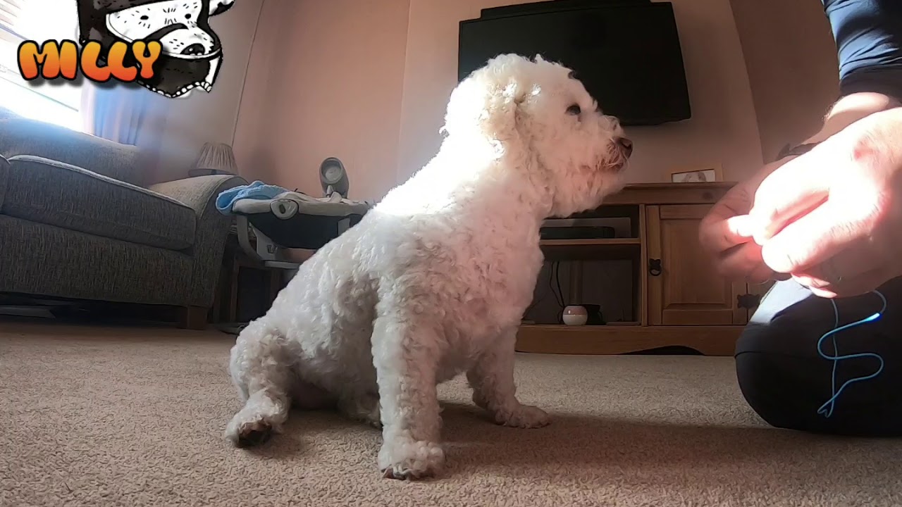 Ear protection for dog from fireworks - YouTube