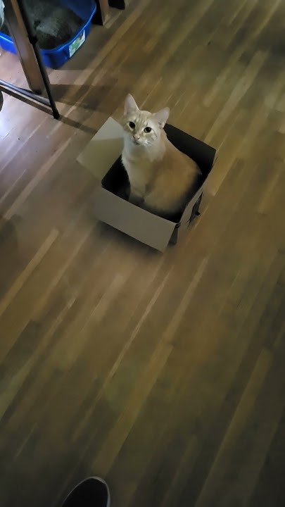 Kitty Cat has something to say. #cat #animals #cats4life ##pets #catlover #catlife 🐈 😻 😺 🐱 😸 ...