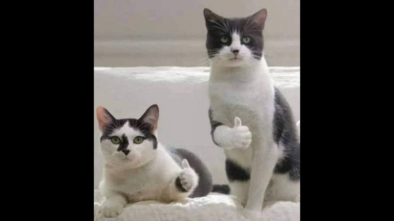 iya iya iya iya - YouTube