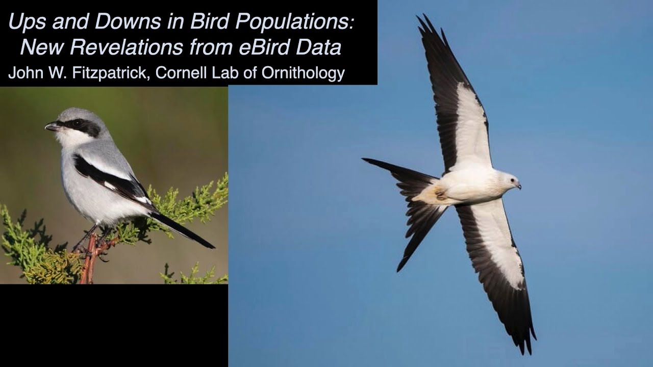 Ups and Downs in Bird Populations from eBird Data with John Fitzpatrick ...