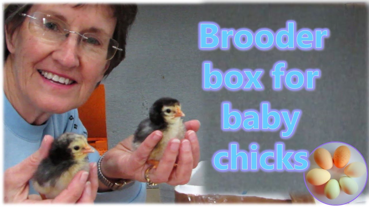 Brooder box for baby chicks - YouTube