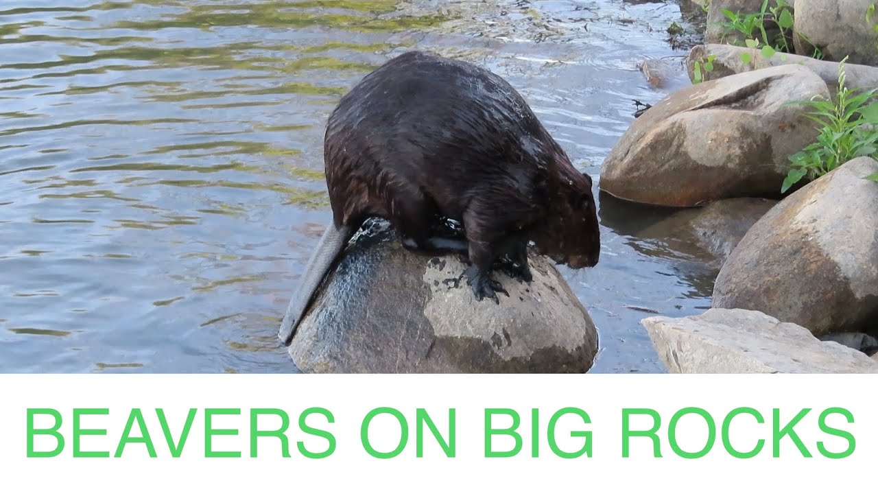 Beavers Jump On Big Rocks To Mark Their Territory - YouTube