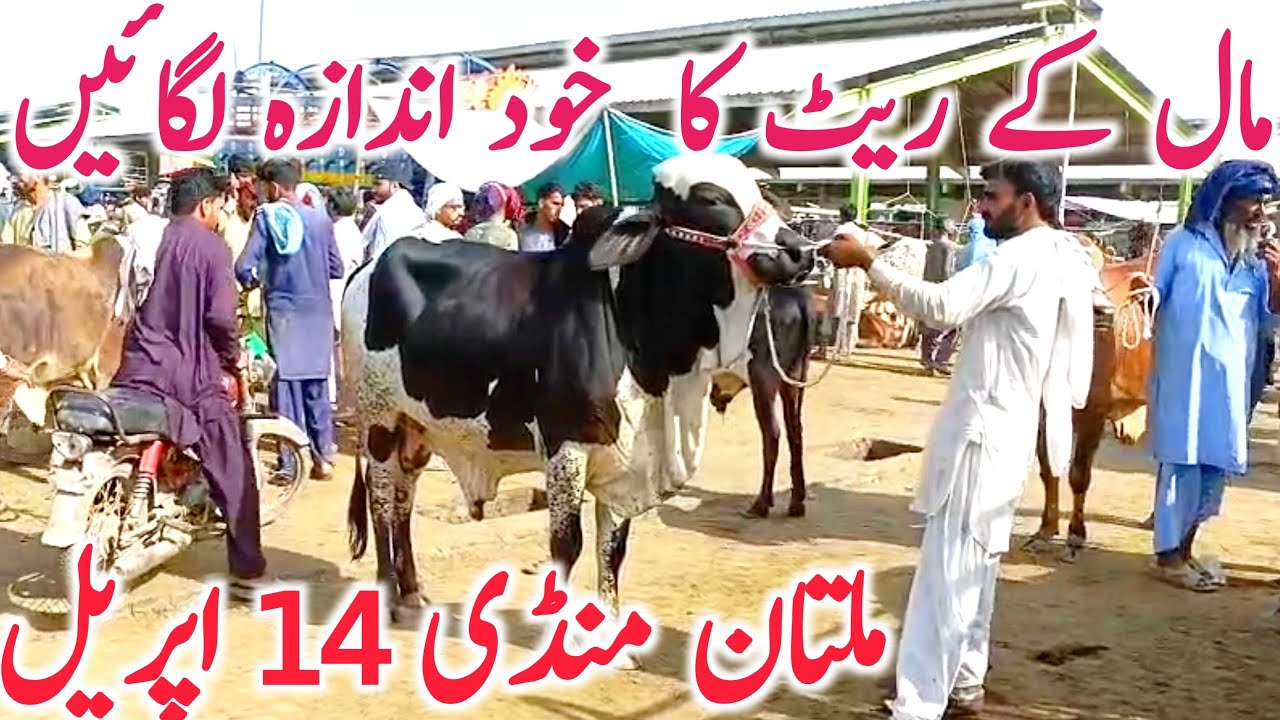 Today Multan Cow Mandi Fresh Video | Multan Mandi Video | Qurbani 2025 ...