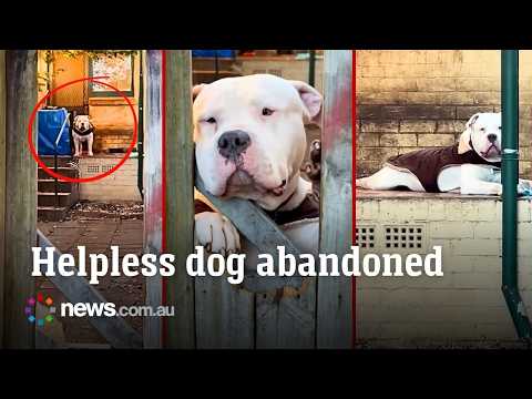 Dog left alone for five weeks after owner is sent to prison