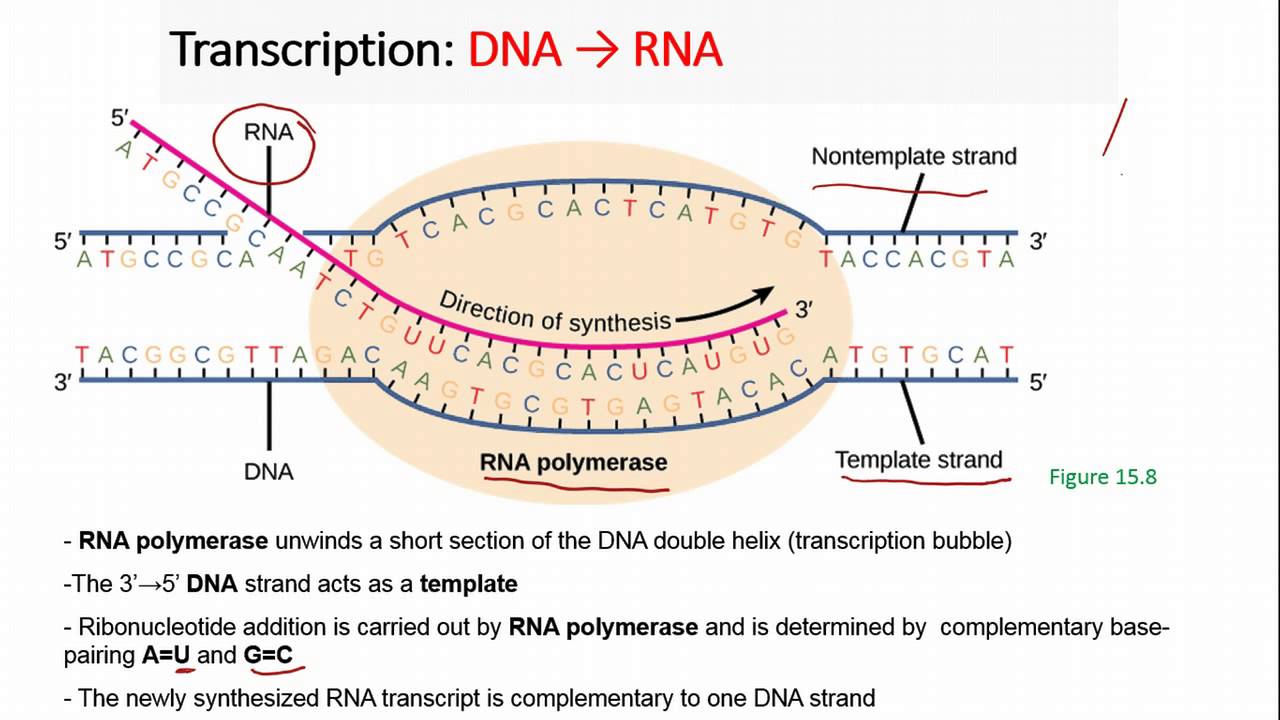 Module 5-2 Transcription and Translation - YouTube