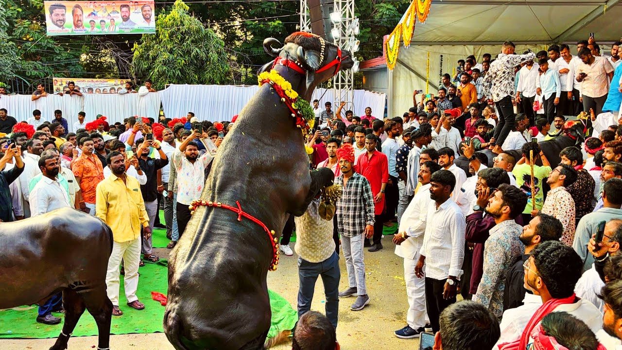 1st Sadar 2024 at Hyderabad || Sadar Big Bull Lifting With Hands😱 ...