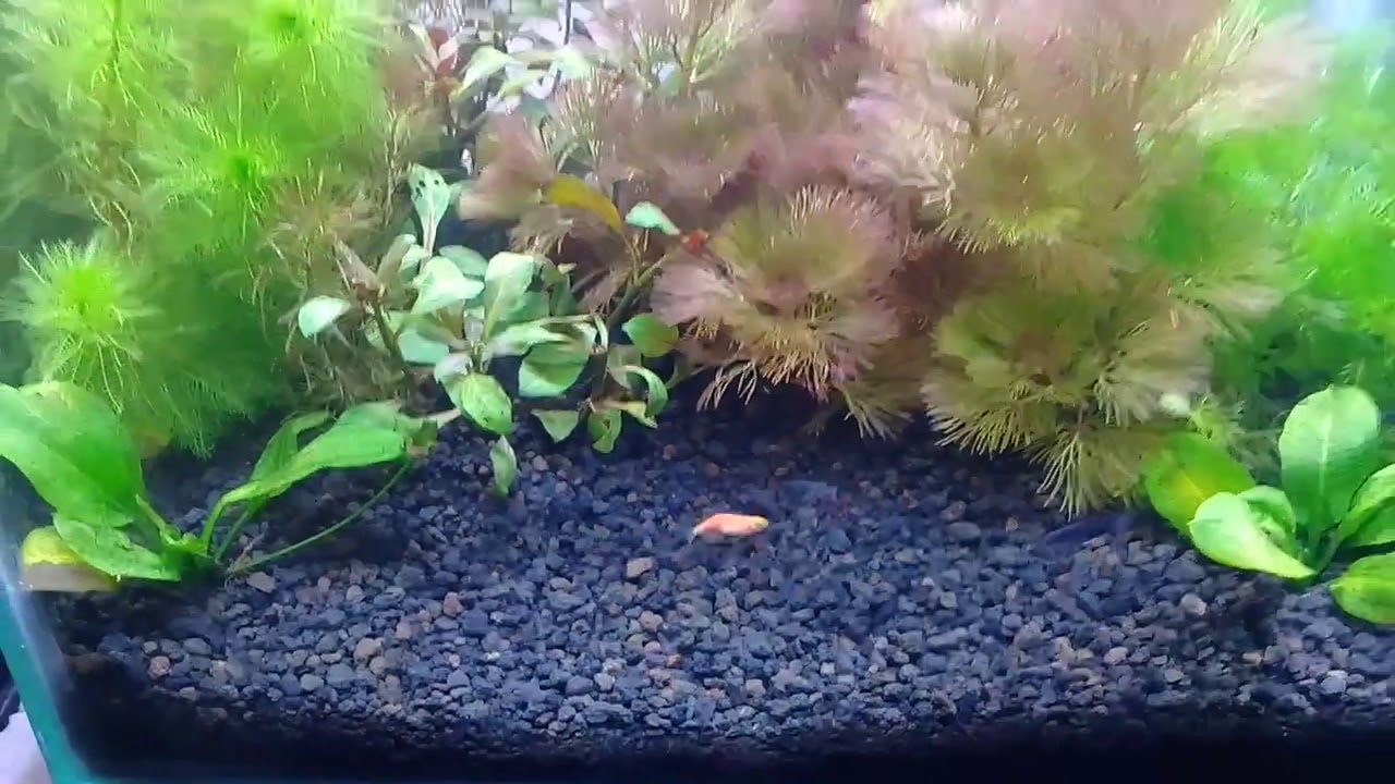 Nano tank dutch style - YouTube