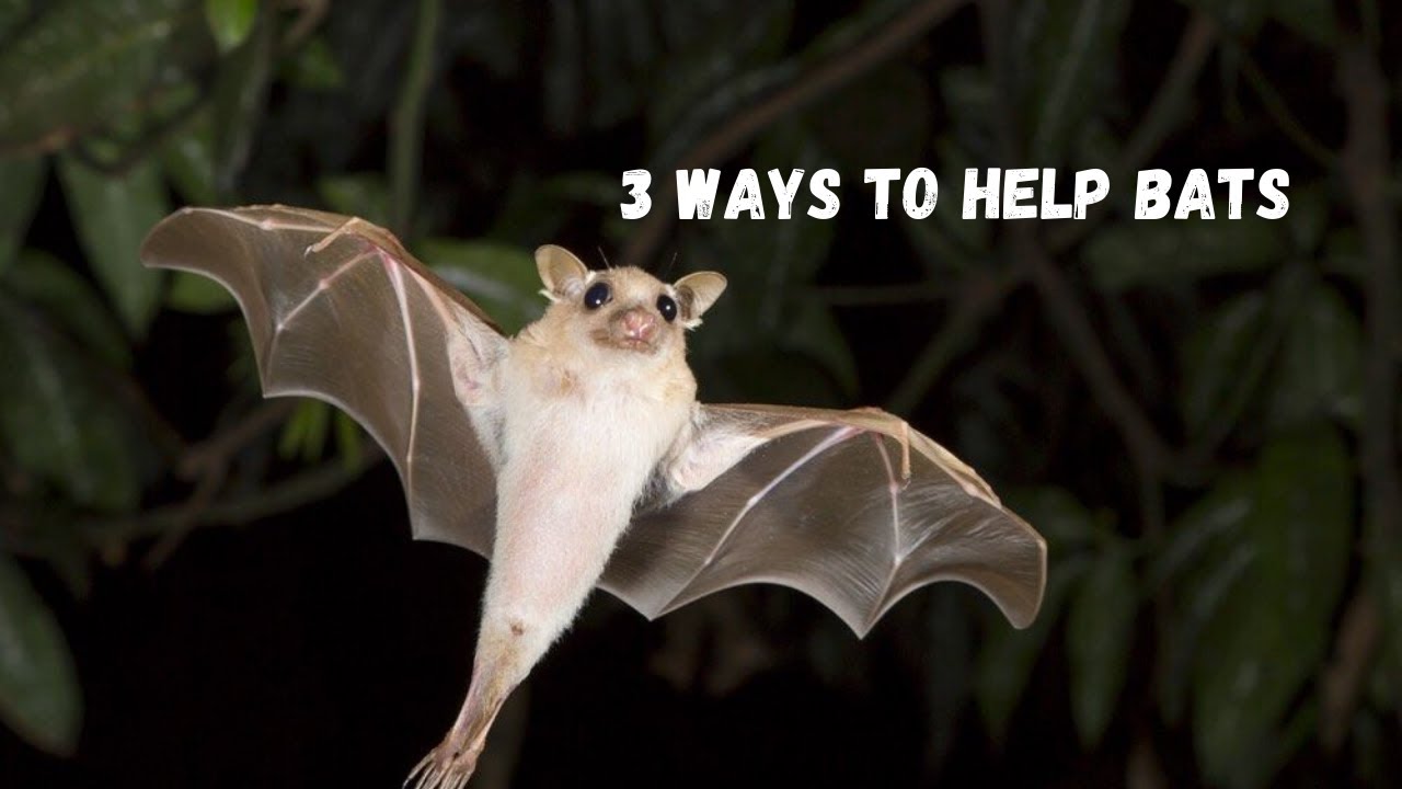 3 ways YOU can help bats in your neighbourhood - YouTube