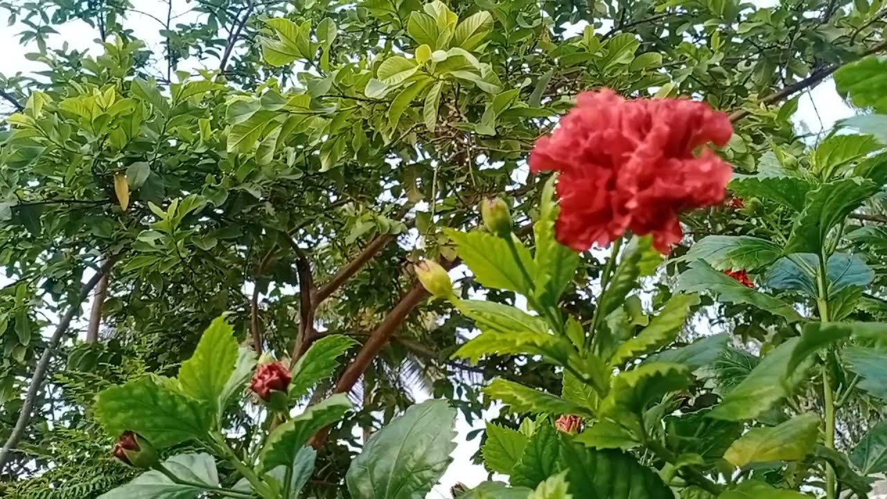 Hibiscus Flower || Mandaram Flower - YouTube