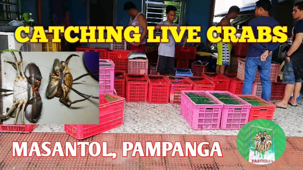 CATCHING LIVE CRABS IN MASANTOL, PAMPANGA - YouTube