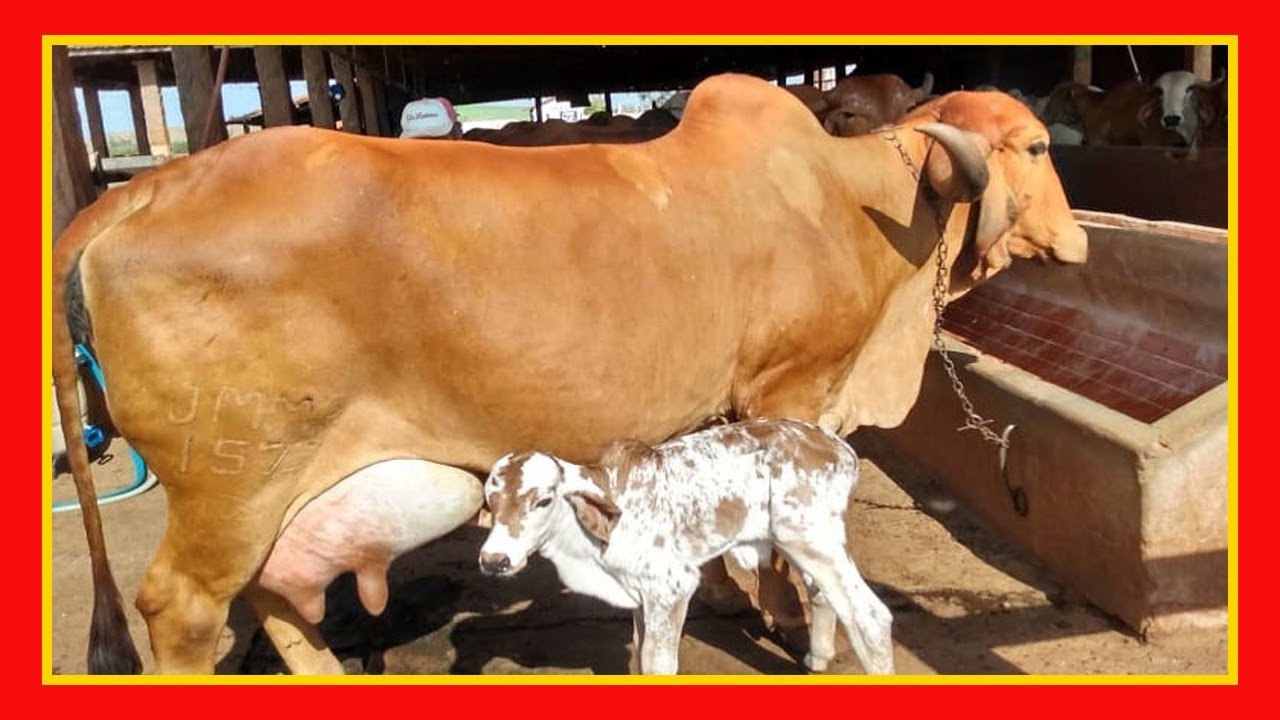 🔴 GANADERIA LECHERA Sindrome de Freemartin 🏆 Vacas Lecheras Cow - YouTube