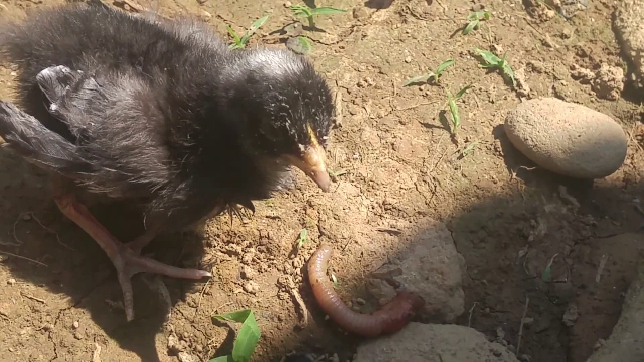 1 week old - Chick mix Barred Rock and Lavender Orpinton updated - YouTube