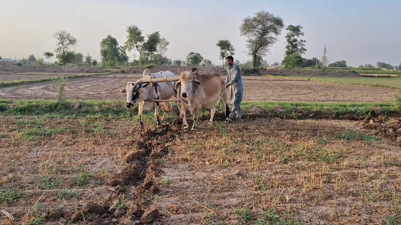 Traditional Ploughing with Bulls | Ancient Farming Method in Punjab ...