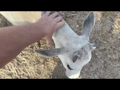 Petting Zebu & Emus, Ducks waiting patiently