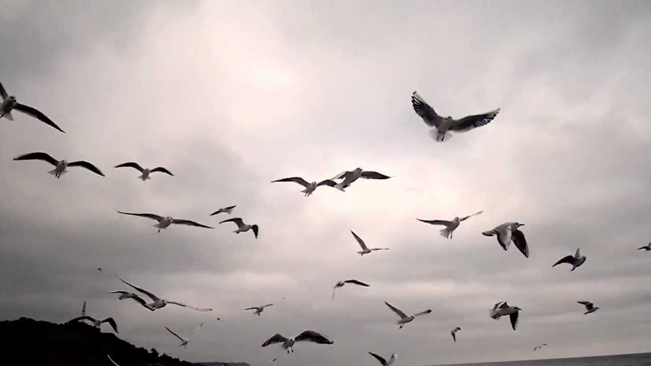 Seagull Sound 2 by Ani Male - YouTube