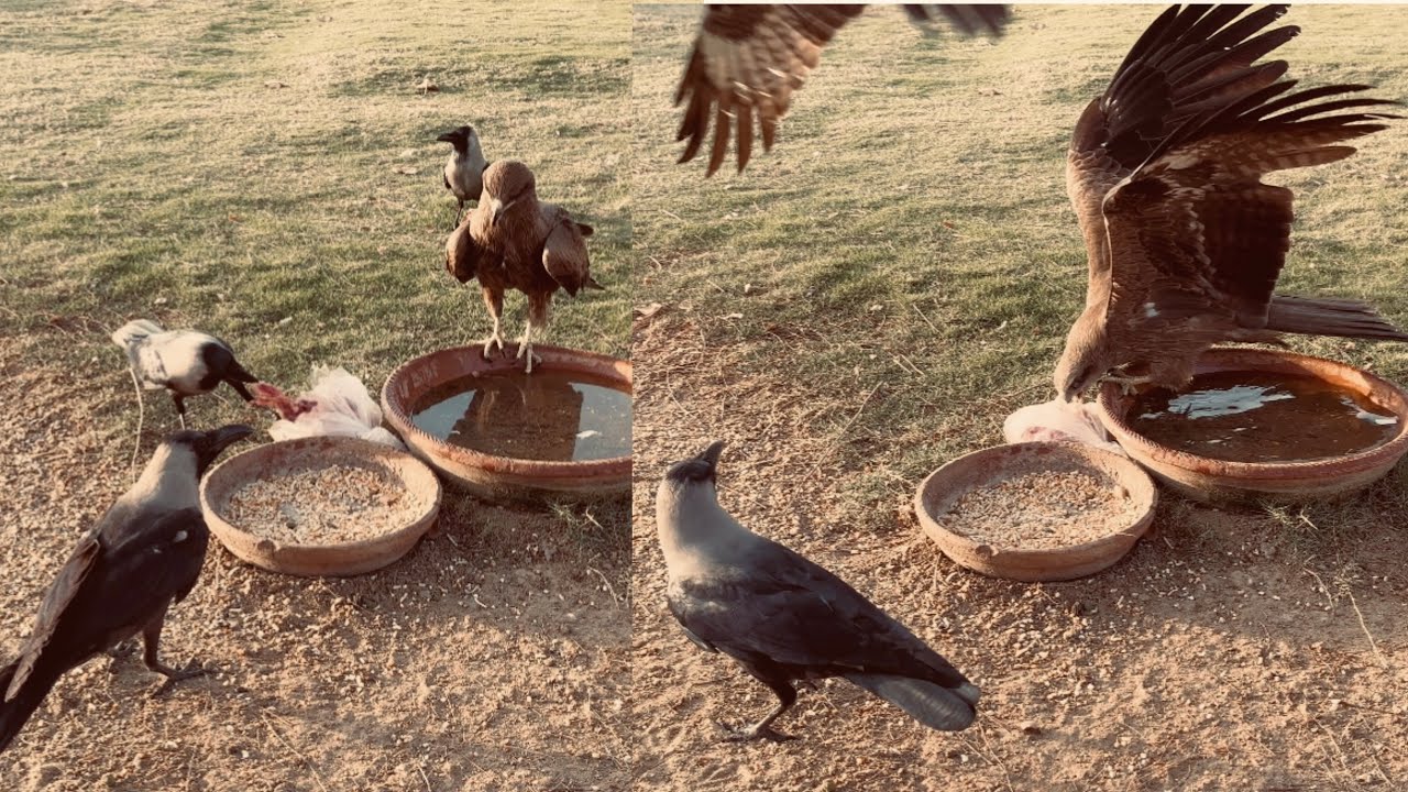 Crow Crowds | EagLes Fight With Crow & Crow Sounds For Meat🦅🦅 - YouTube