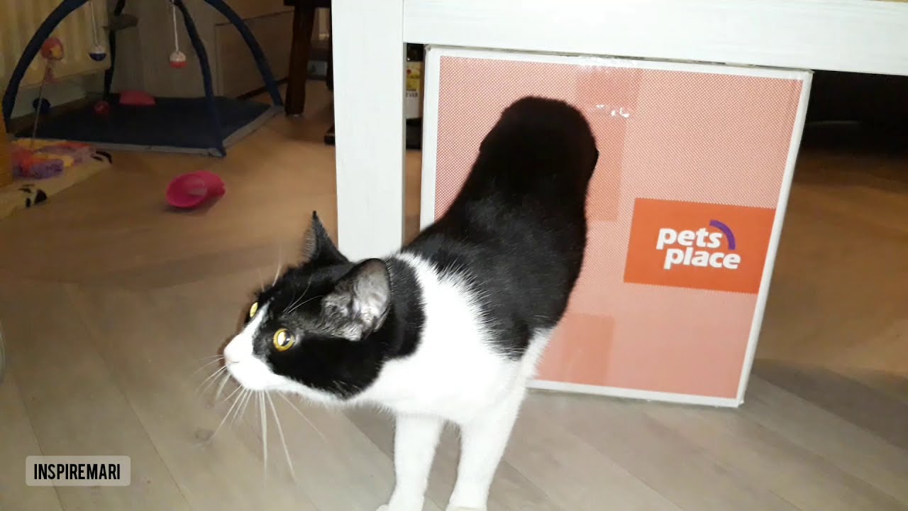 Funny Cat Compilation featuring Ricky - YouTube