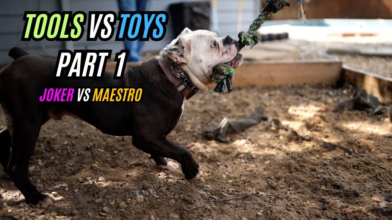 Tools vs Toys Part 1 with the Joker - YouTube