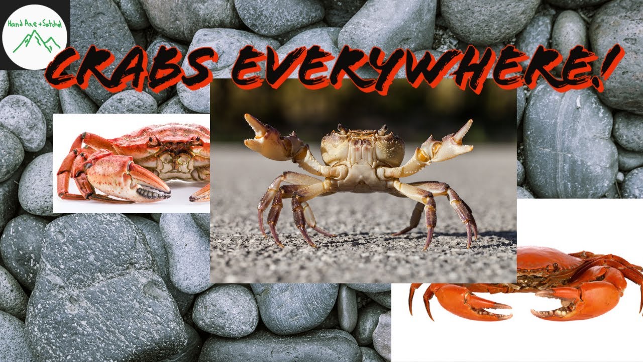 FLIPPING ROCKS AND FINDING LOTS OF CRABS! - YouTube