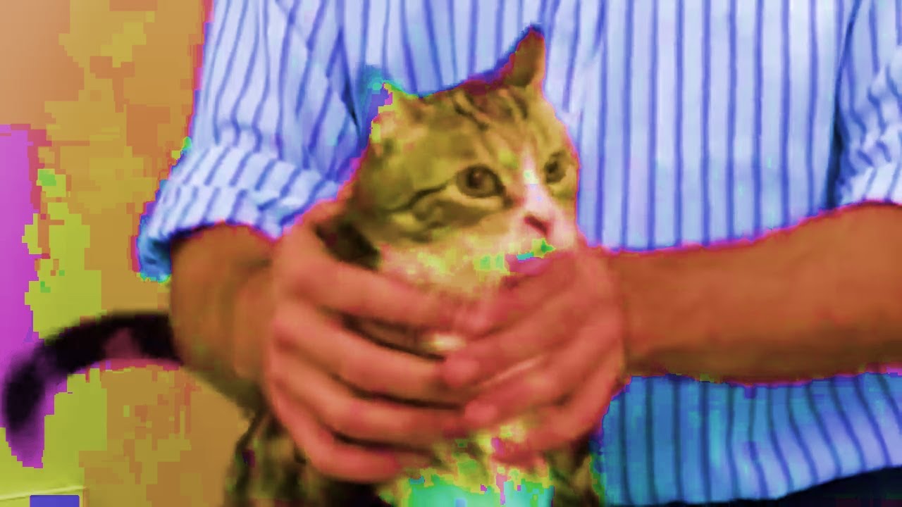 SQUISH THAT CAT (2020 edition) - YouTube