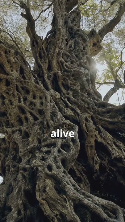 How Trees Secretly Talk and Help Each Other Survive - YouTube