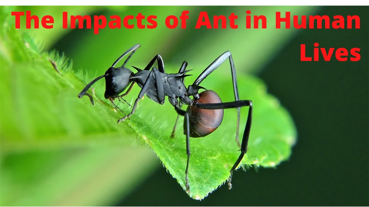 A SHORT NOTE ON ANT: SMALL ANT - YouTube