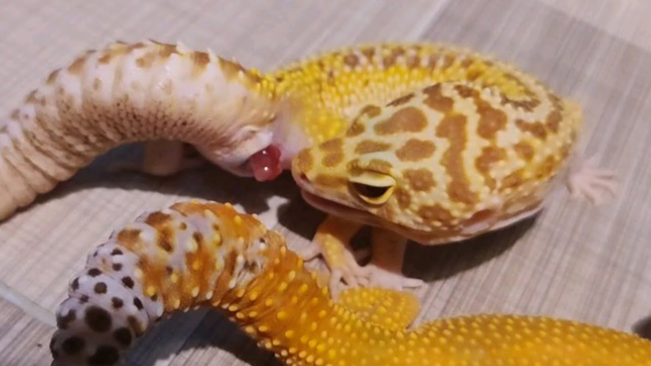 Leopard Gecko mating - YouTube