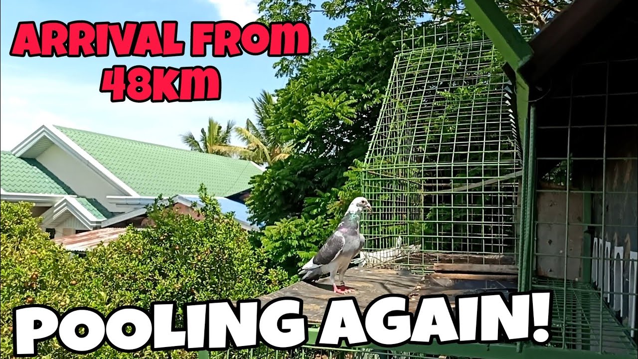 2ND TRAINING TOSS WITH POOLING! | PHILIPPINE PIGEON RACING - YouTube