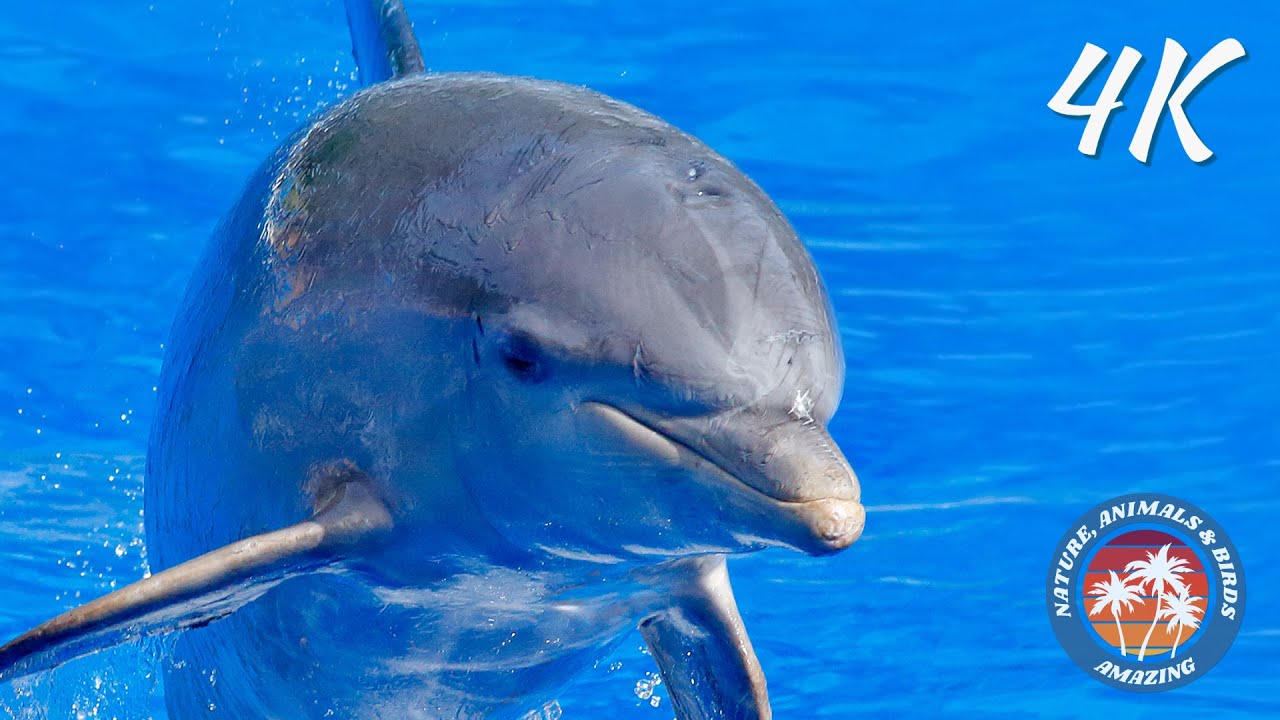 4K | Incredible Dolphins - YouTube