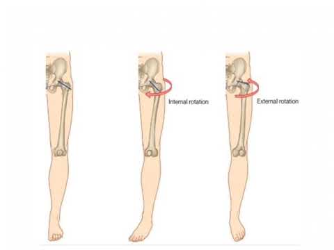 Osteokinematics of the Hip Joint part 1 HIP JOINT - YouTube
