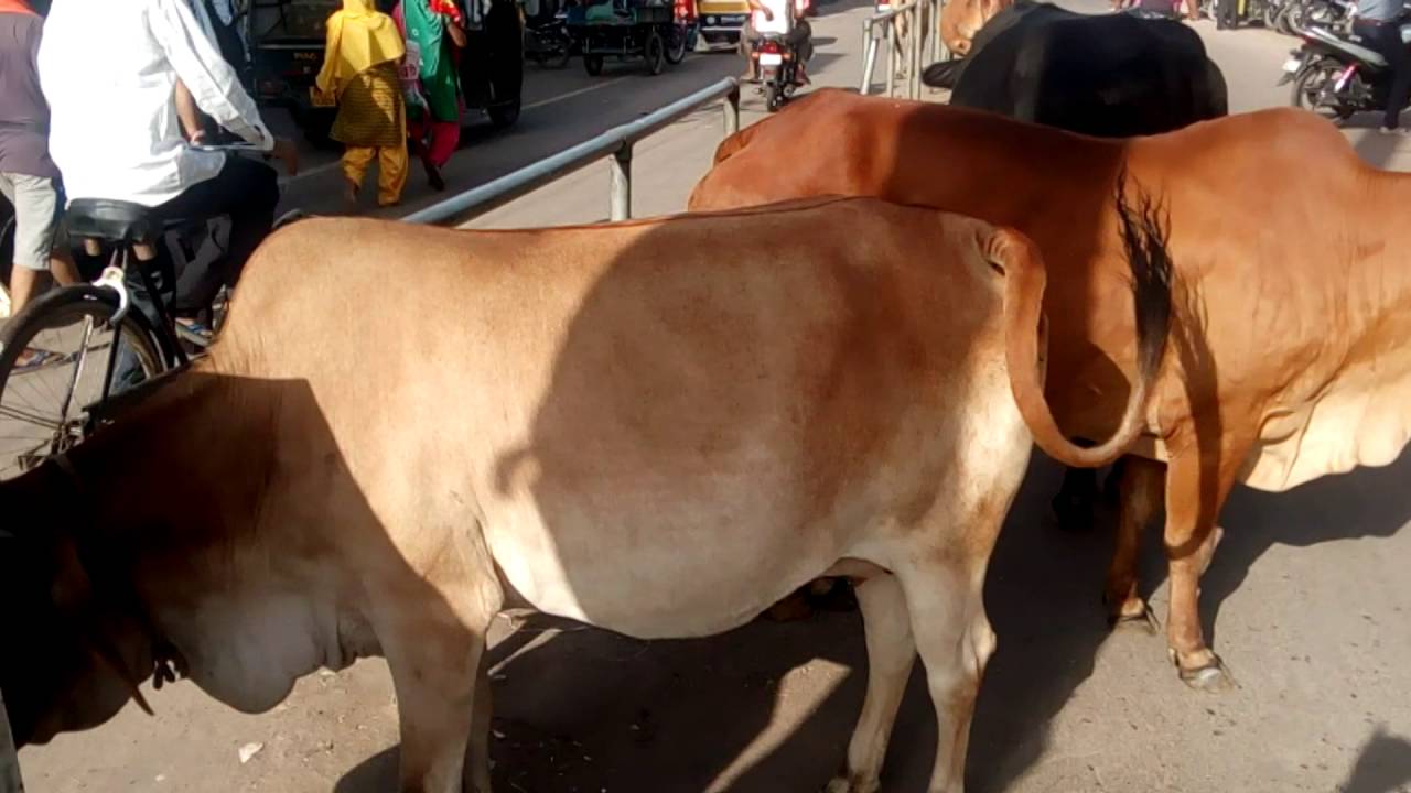 awara pashu ka kab hoga smadhan in bikaner - YouTube