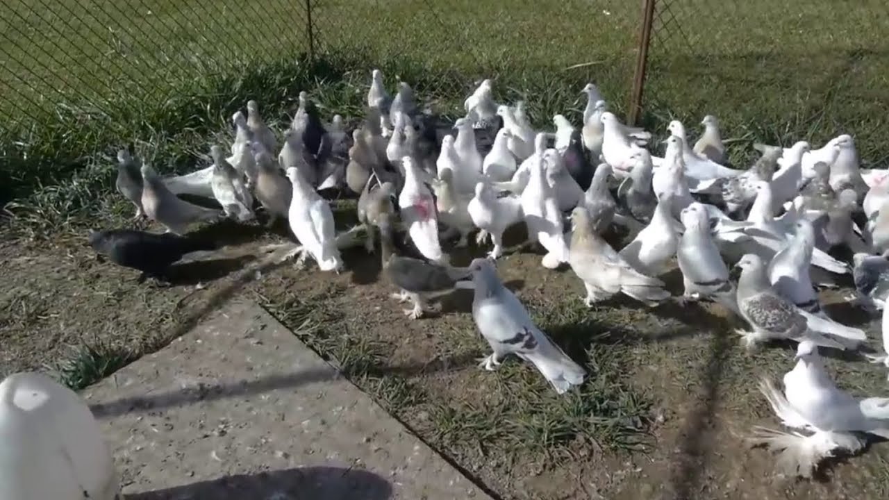 Big Turkish pigeons lofts and activities - YouTube