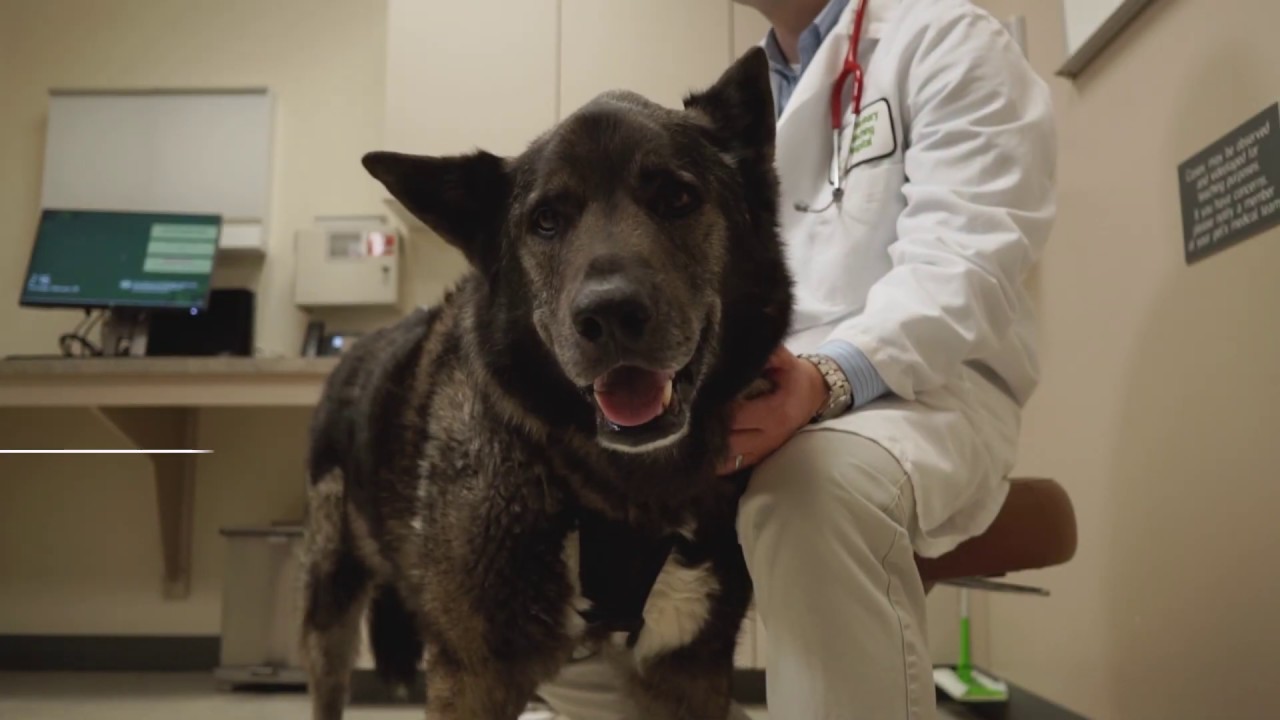 CSU teams up with UCHealth to perform first-in-world surgery on a dog ...