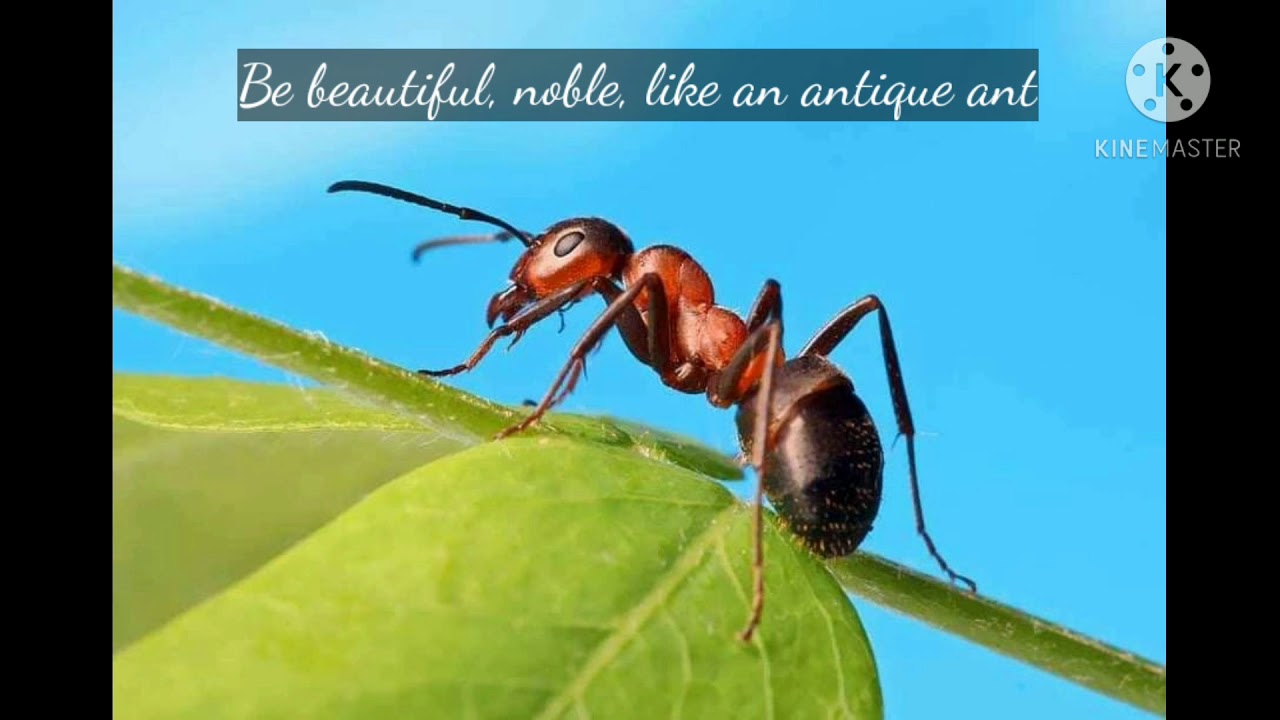 "Be beautiful, noble, like an antique ant" - YouTube