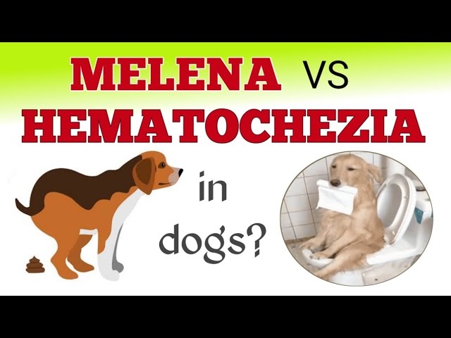 What Is The Difference Between Melena And Hematochezia In Dogs ...