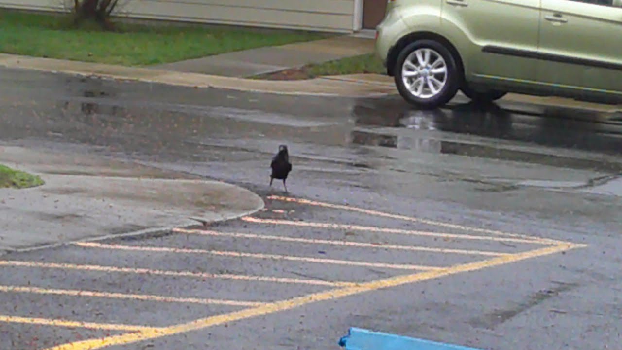 Kit's Crows 03-23-24 (rainy day!) - YouTube