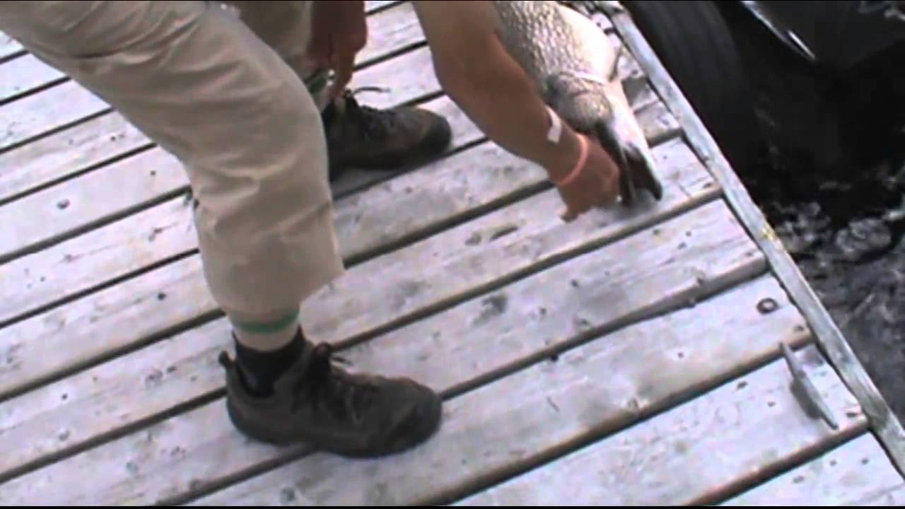 2014 - 42 inch pike with walleye in belly on dock - Part 3 - YouTube