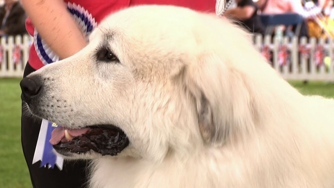 Windsor Dog Show 2016 - Pastoral group - Shortlist - YouTube