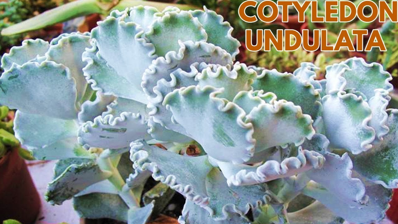 cotyledon undulata reproduccion DONSUCULENTO - YouTube