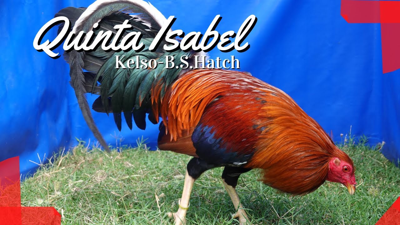 Quinta Isabel. kelso-B.S.Hatch placa 607 NO DISPONIBLE 7/DIC/23 - YouTube
