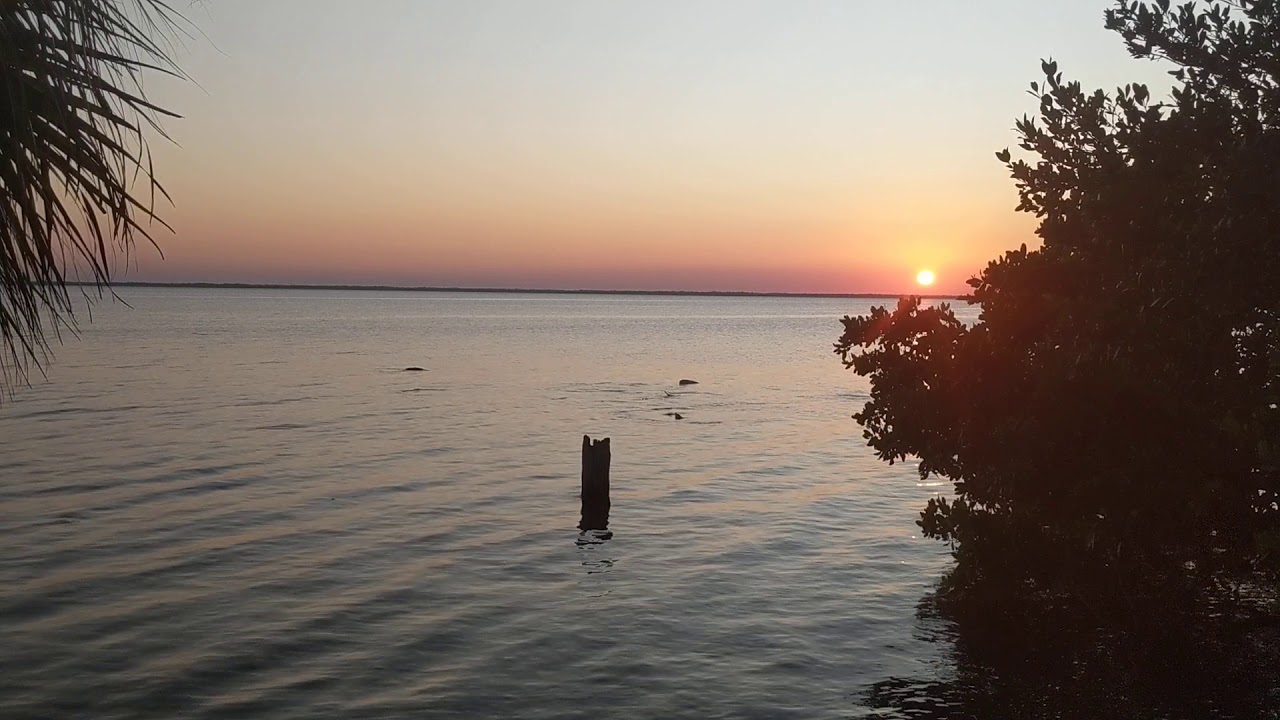 Enjoying a Florida Sunset with the Manatees - YouTube