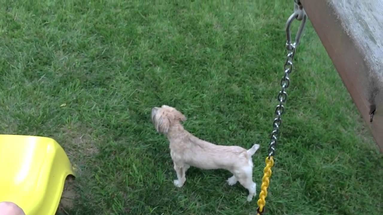 The pouncing dog - YouTube