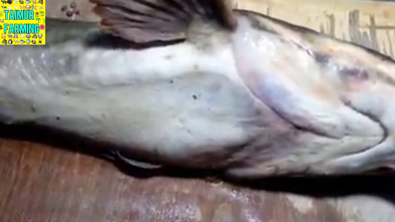 mangur fish farming।मांगुर मछली पालन। - YouTube