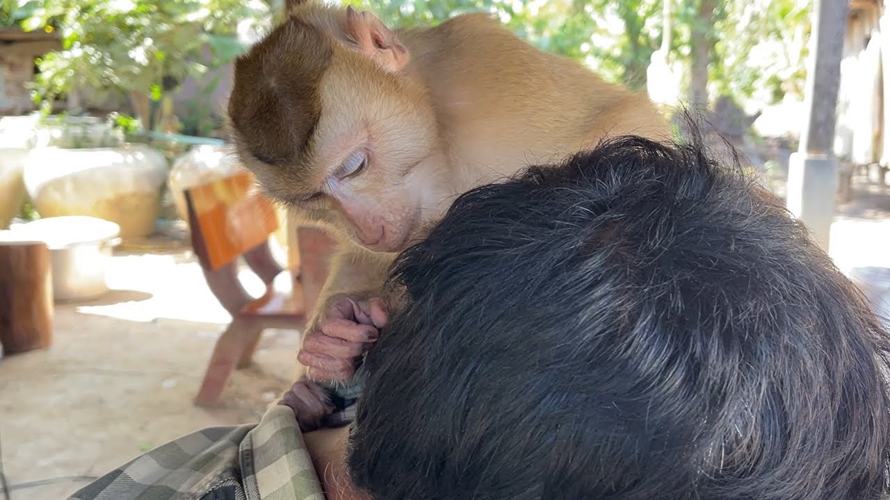 ASMR Monkey Grooming Oddly satisfying relaxing meditation - YouTube